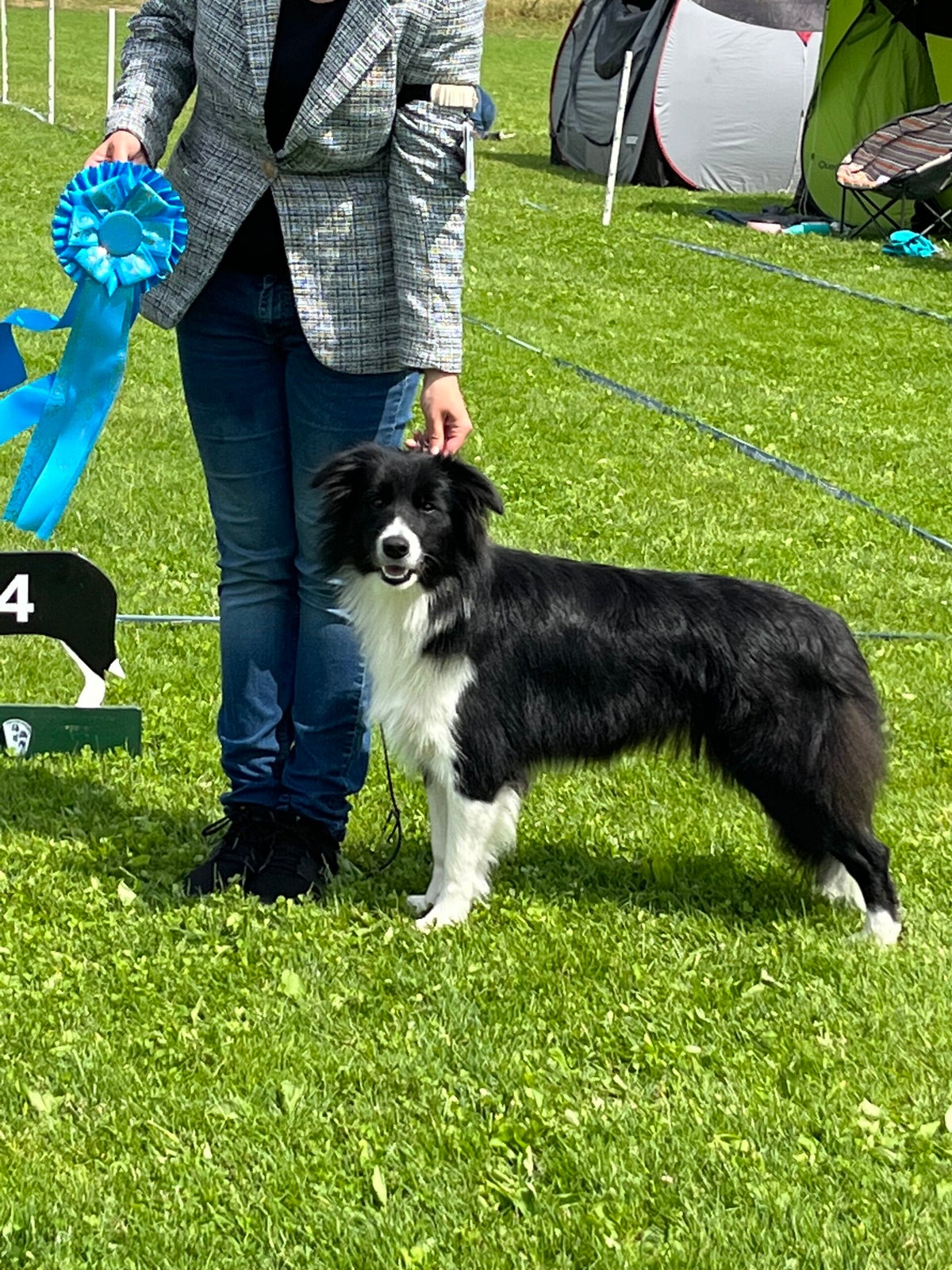 Amber First Princess of Gwyn Paw / Hunde | Border Collies of Gwyn Paw