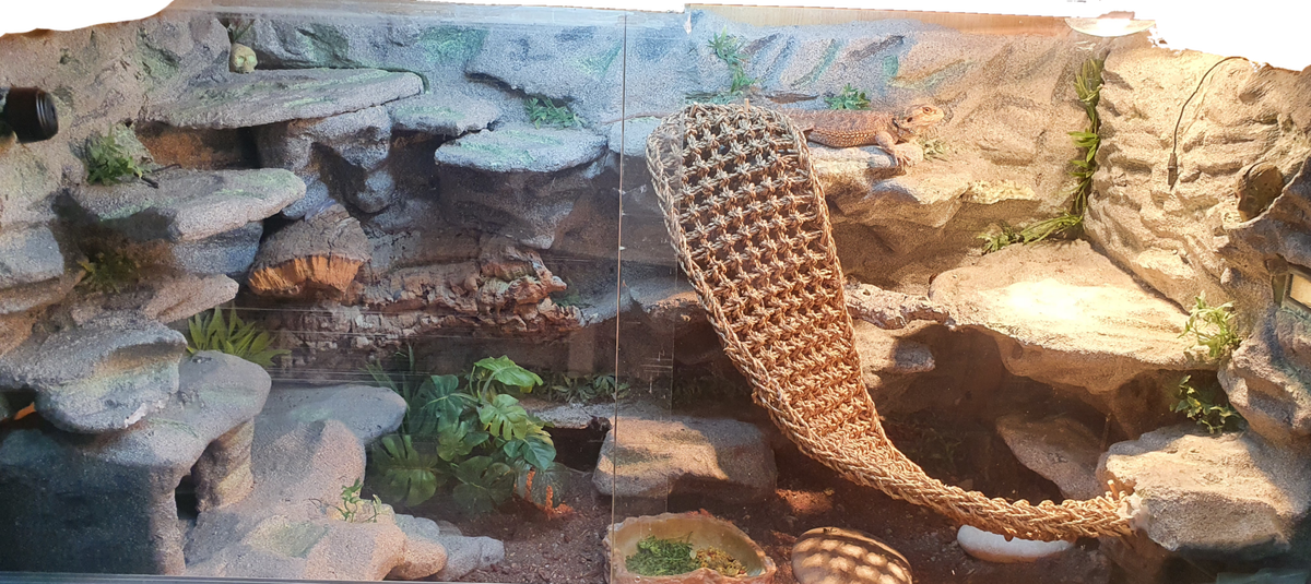 Exotic reptile backgrounds