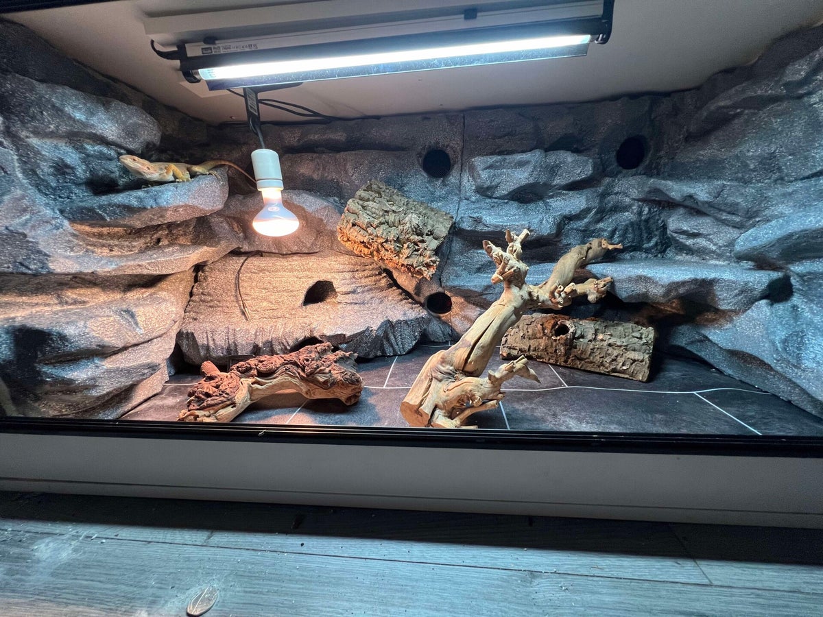 Home exotic reptile backgrounds