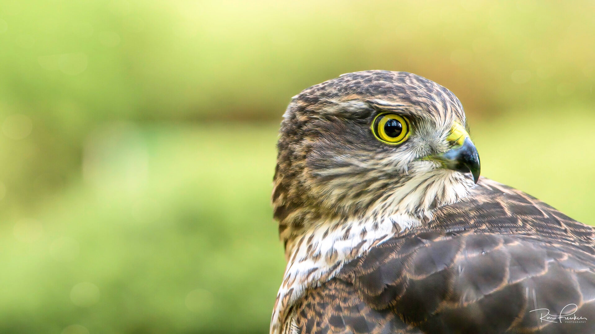 Roofvogels | Ron Frenken - fotografie