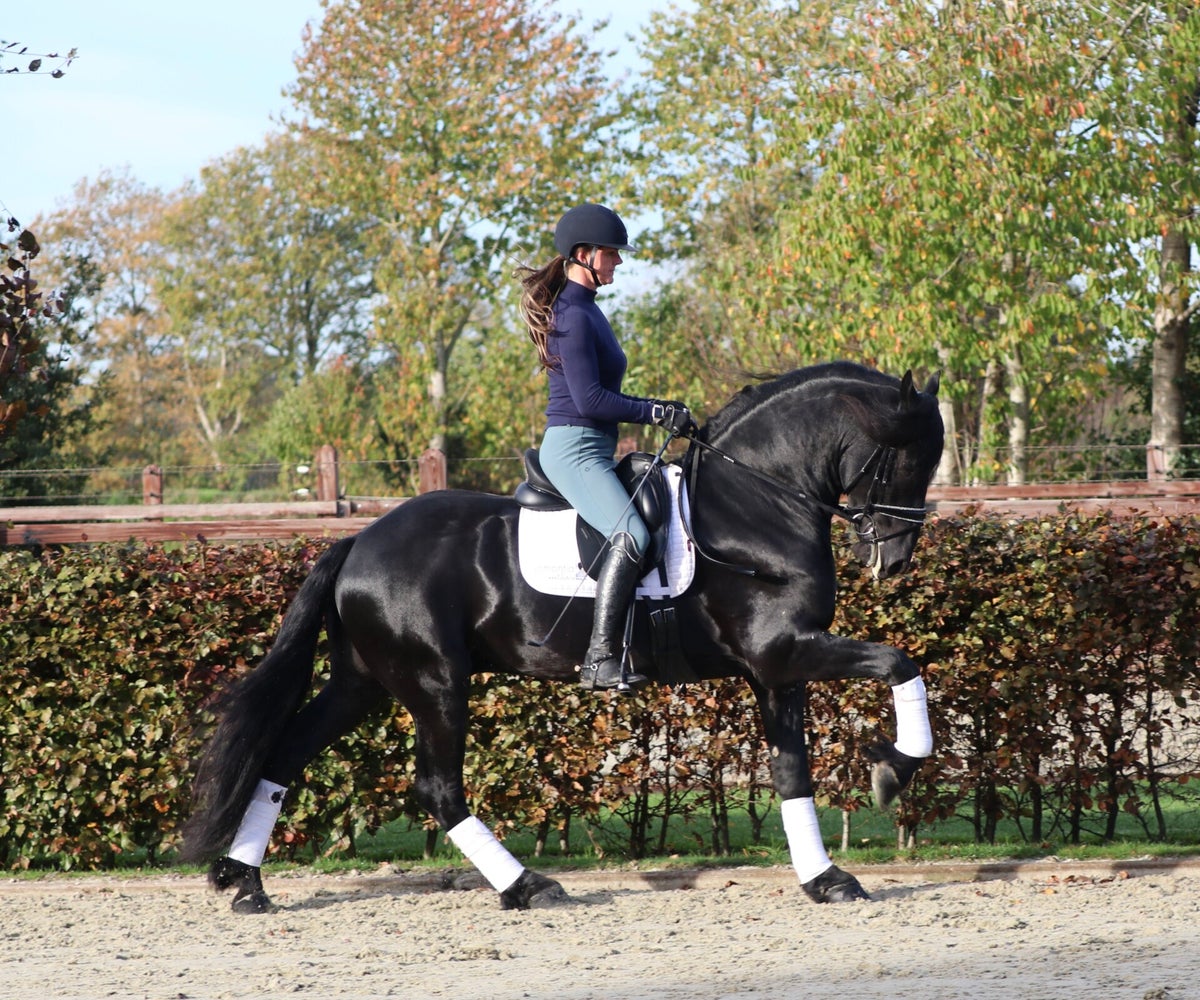 Friese Dressuur Paarden te koop