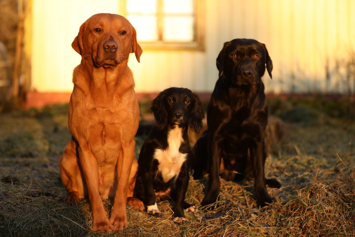 Available Dogs | Mysweetpets