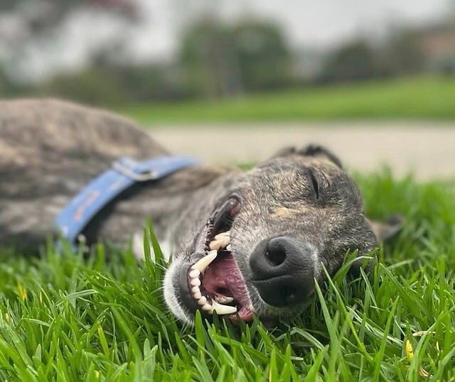 Foster Carer Application Form - Hounds in Homes