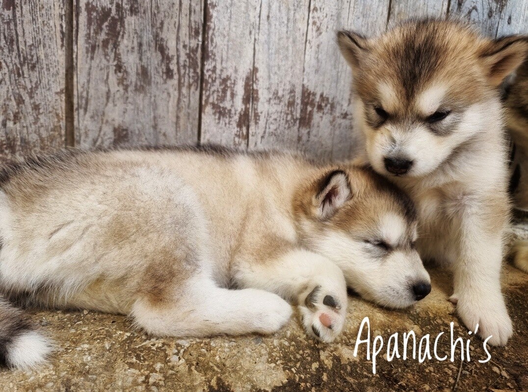 Alaskan Malamute Welpen In Not