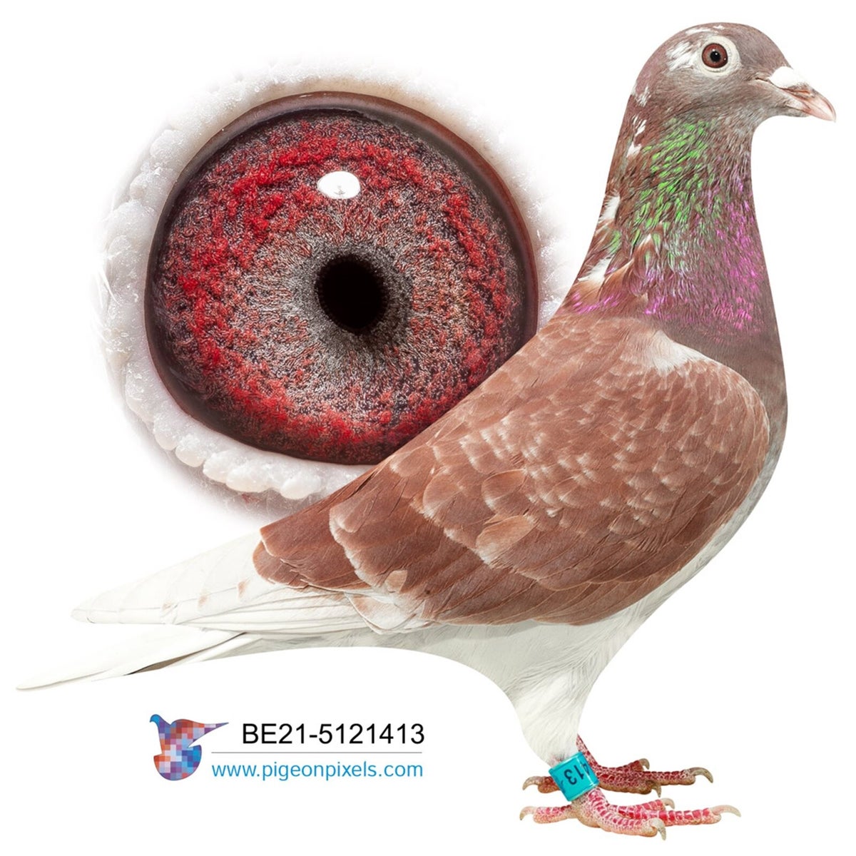 News up to date | Pigeons Loft Depré