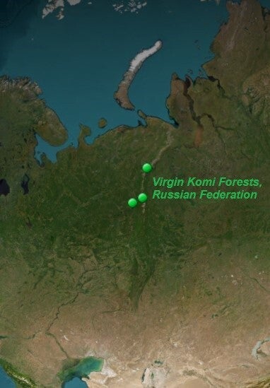 Exploring the Wonders of the Virgin Komi Forests