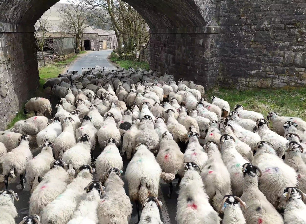 Sam Shutt Farming