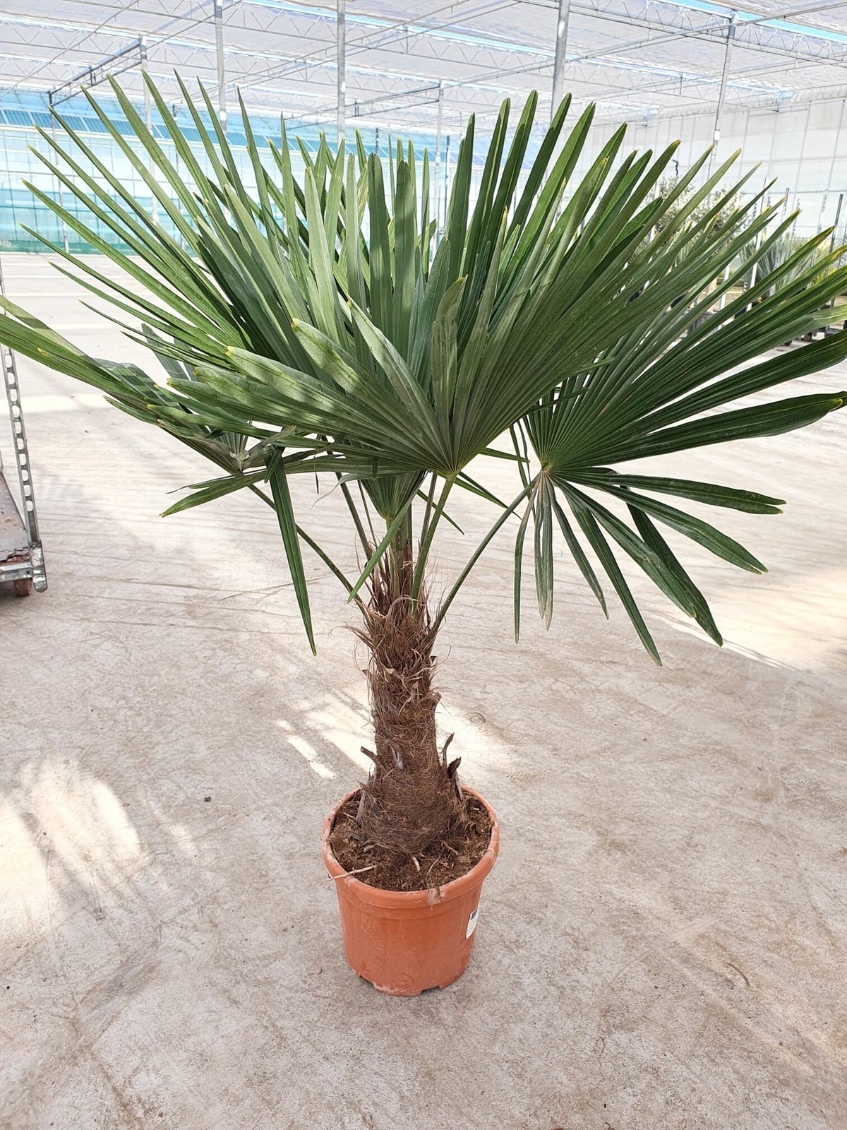 Palmbomen | PlantRoyaal