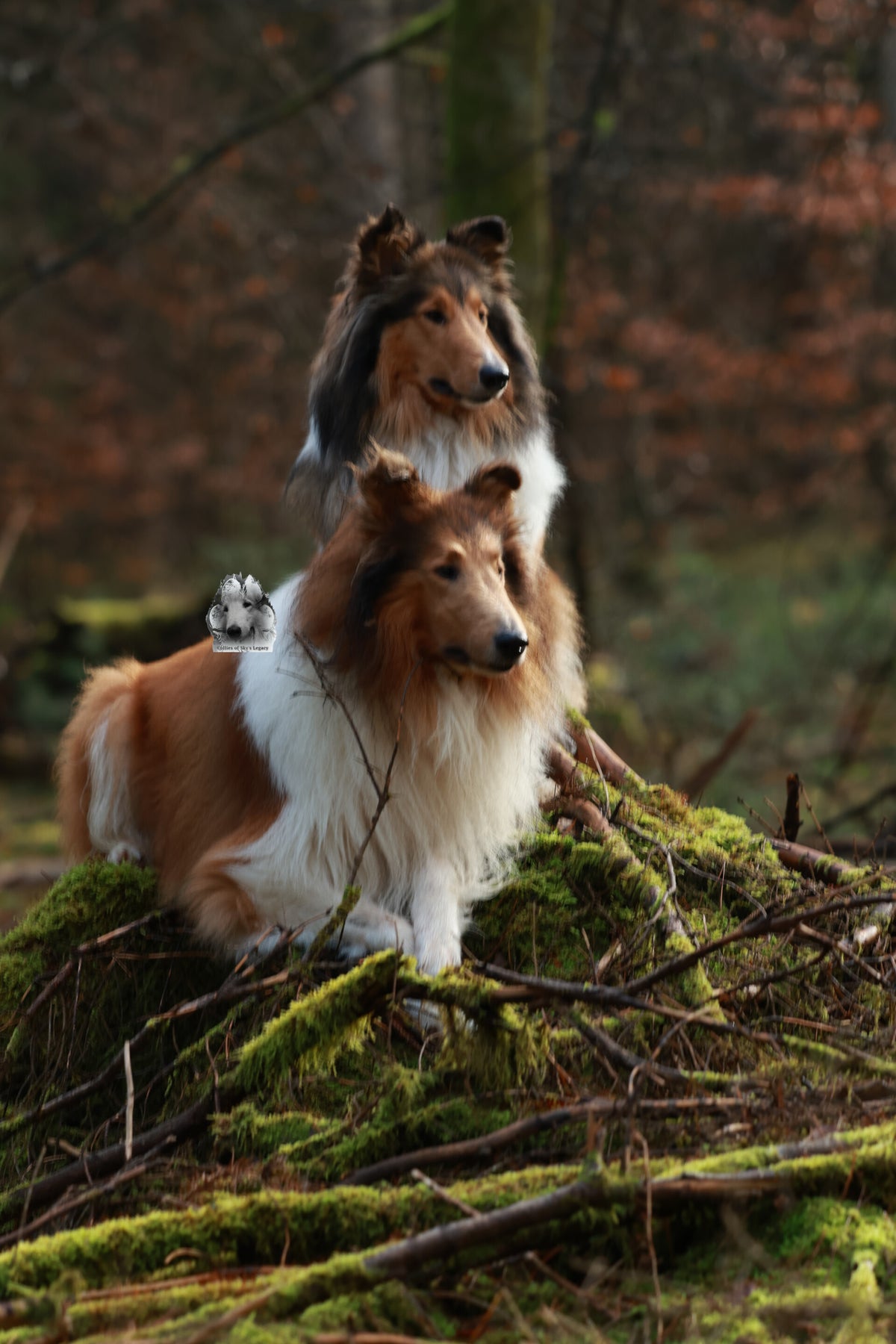 B - Wurf / Welpen | Collies of Sky´s Legacy