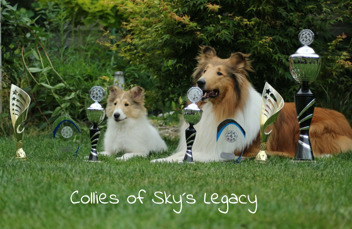 Ausstellungen | Collies of Sky´s Legacy