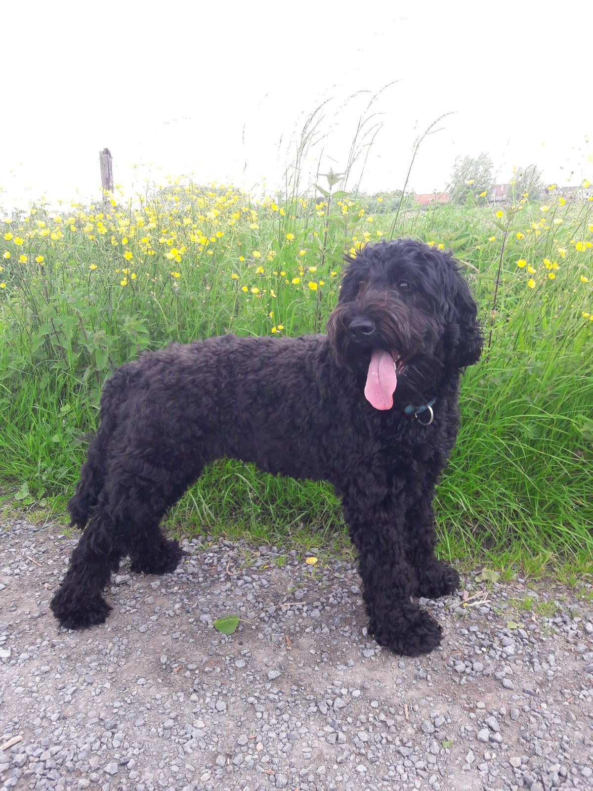 Geschiedenis in het kort / De Australische Labradoodle | Waladoo