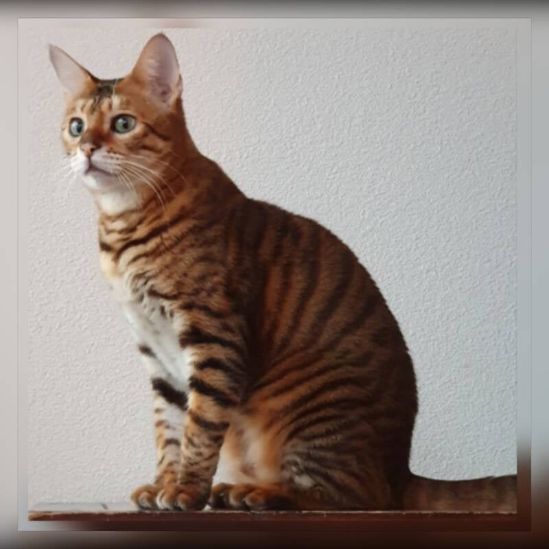 Het uiterlijk van de Toyger | Toyger Mostert