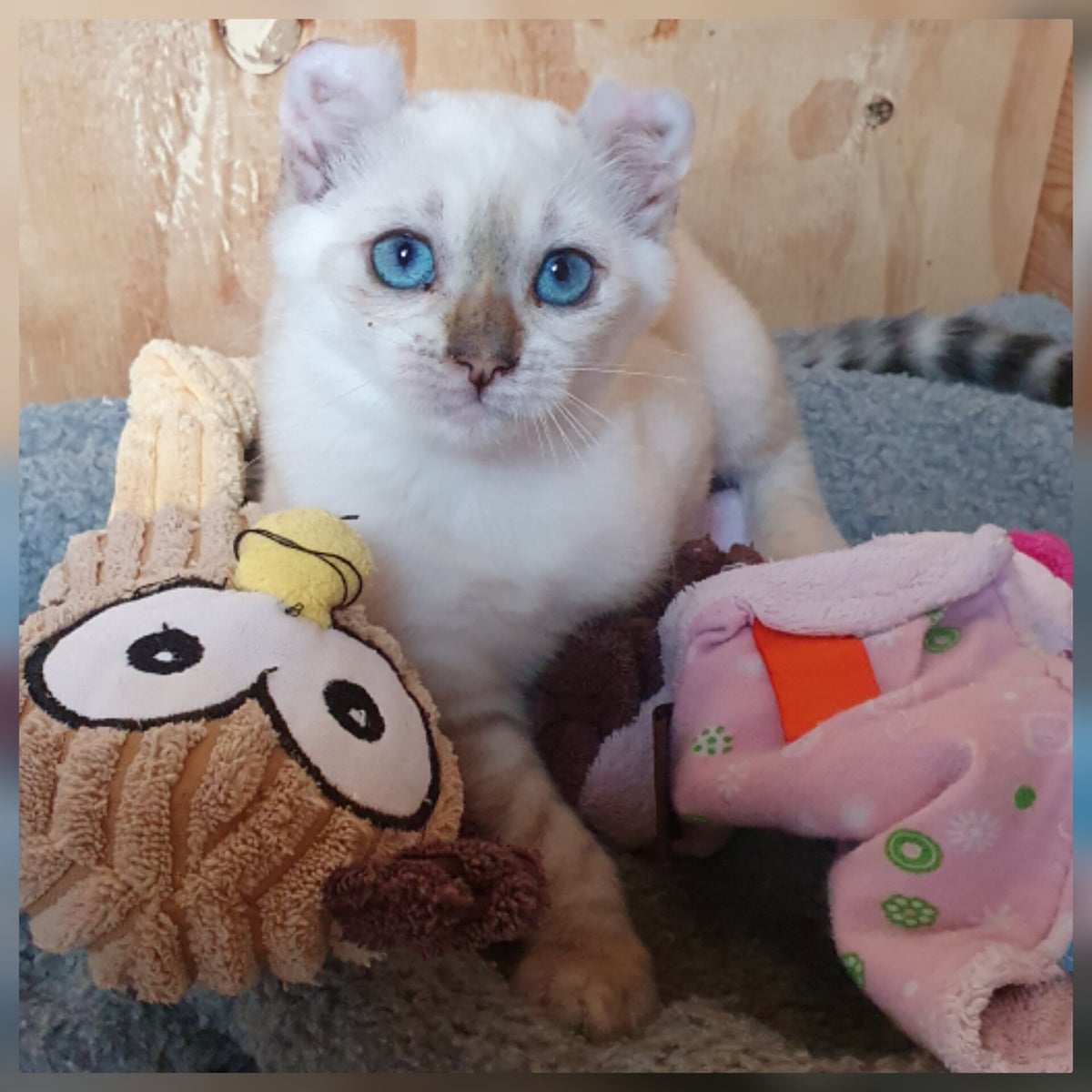De Tigrett | Toyger Mostert