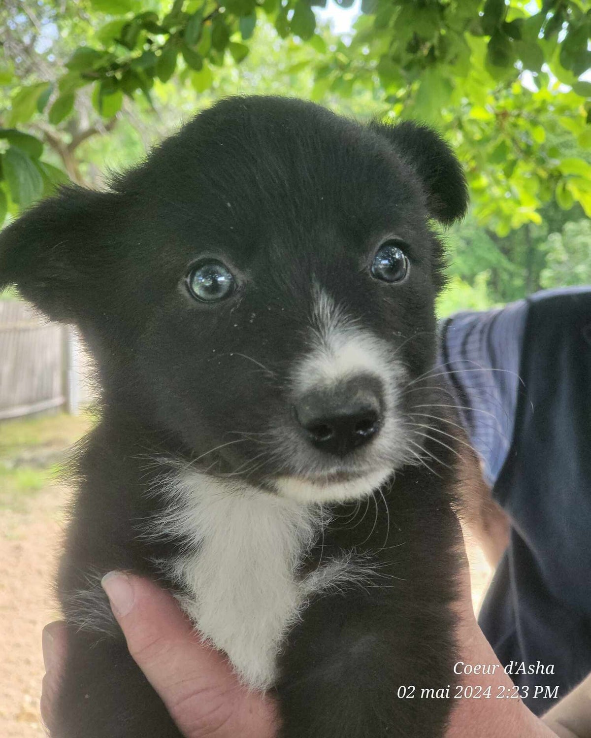 Chiots Femelles / Chiots / A l'adoption | Association Coeur D'Asha