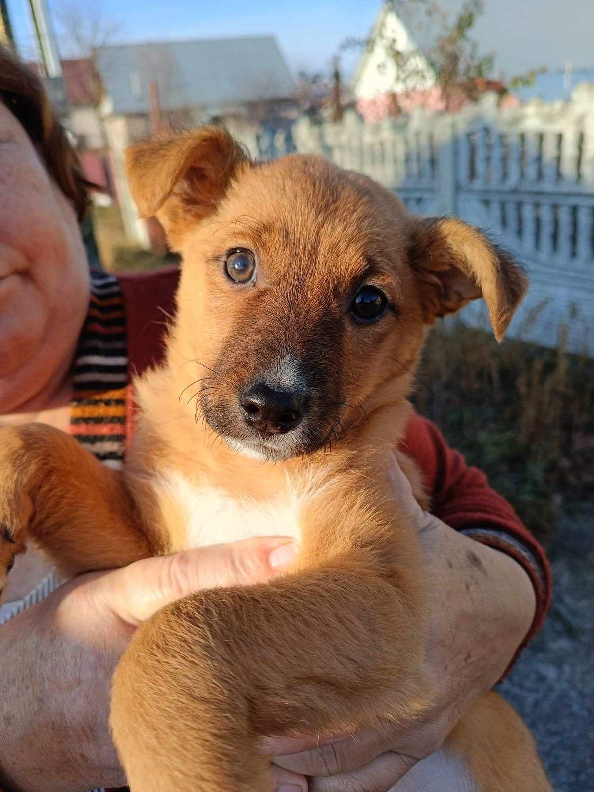 Chiots Femelles / Chiots / A l'adoption | Association Coeur D'Asha