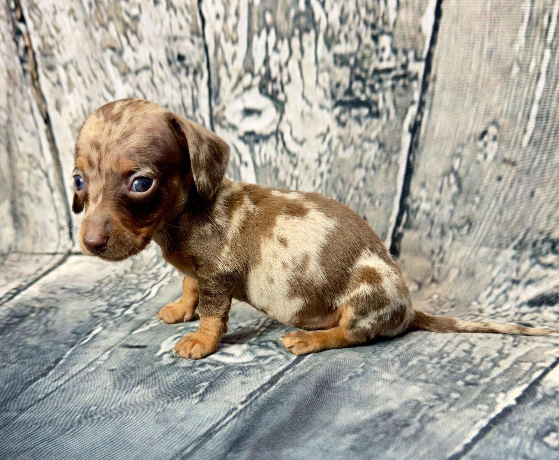 Chiots Teckel Nain Disponibles élevage Familial En Belgique
