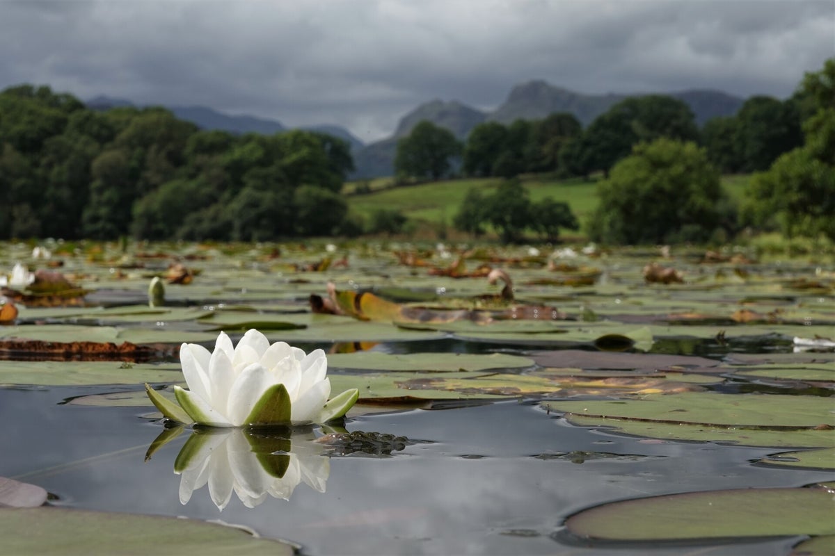 Driver Guided Tours | Gordon Lakes Guide