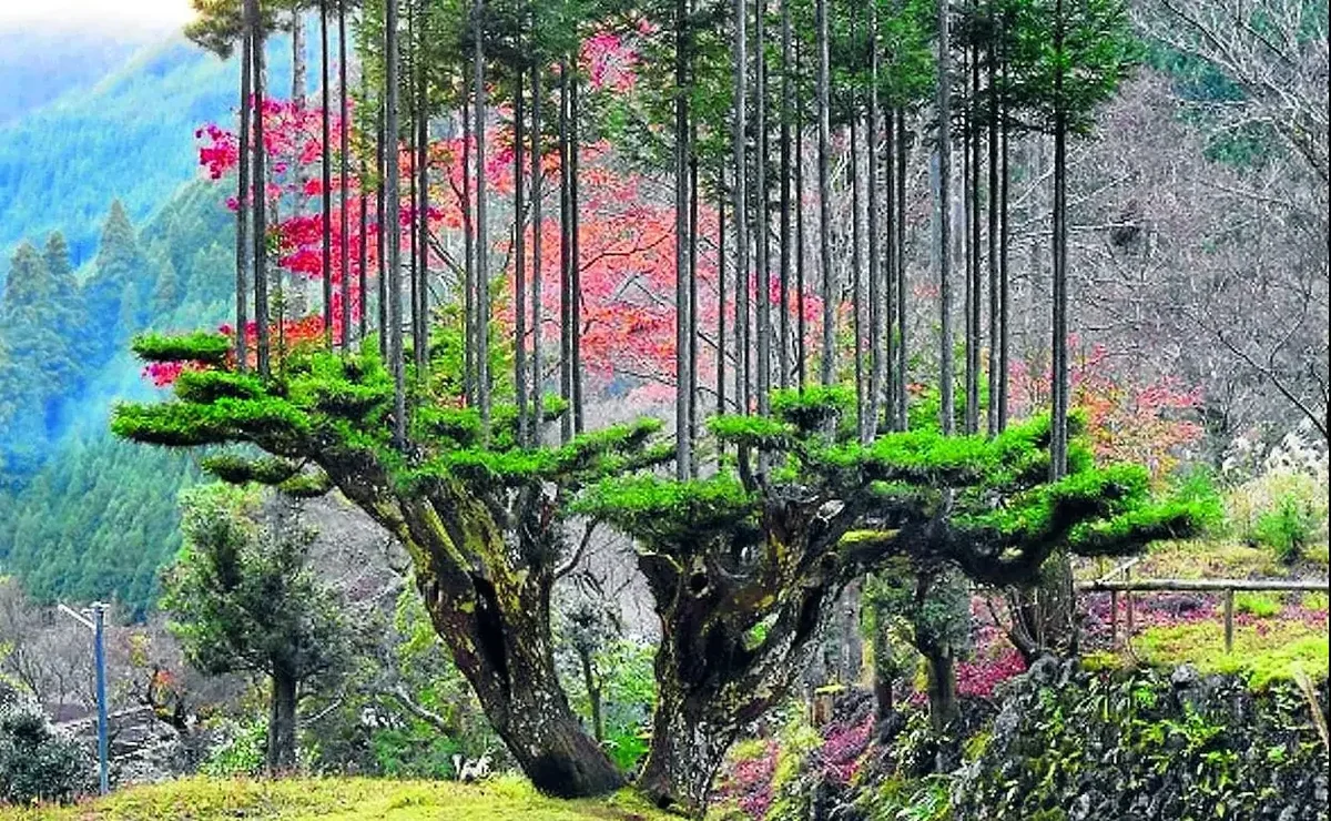 Daisugi: legno di qualità senza abbattere 🌲 | Cinasia