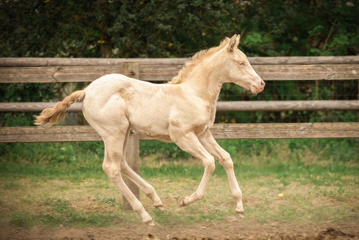 The Ranch | Magnolia Ranch