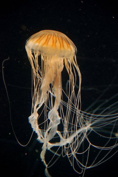 Precambrium | De-aardkorst-als-archief