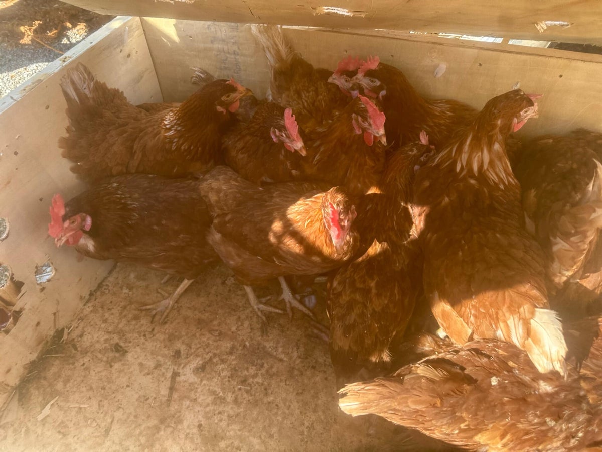 LAYING HENS Rhode Island Reds | Triple T Farms