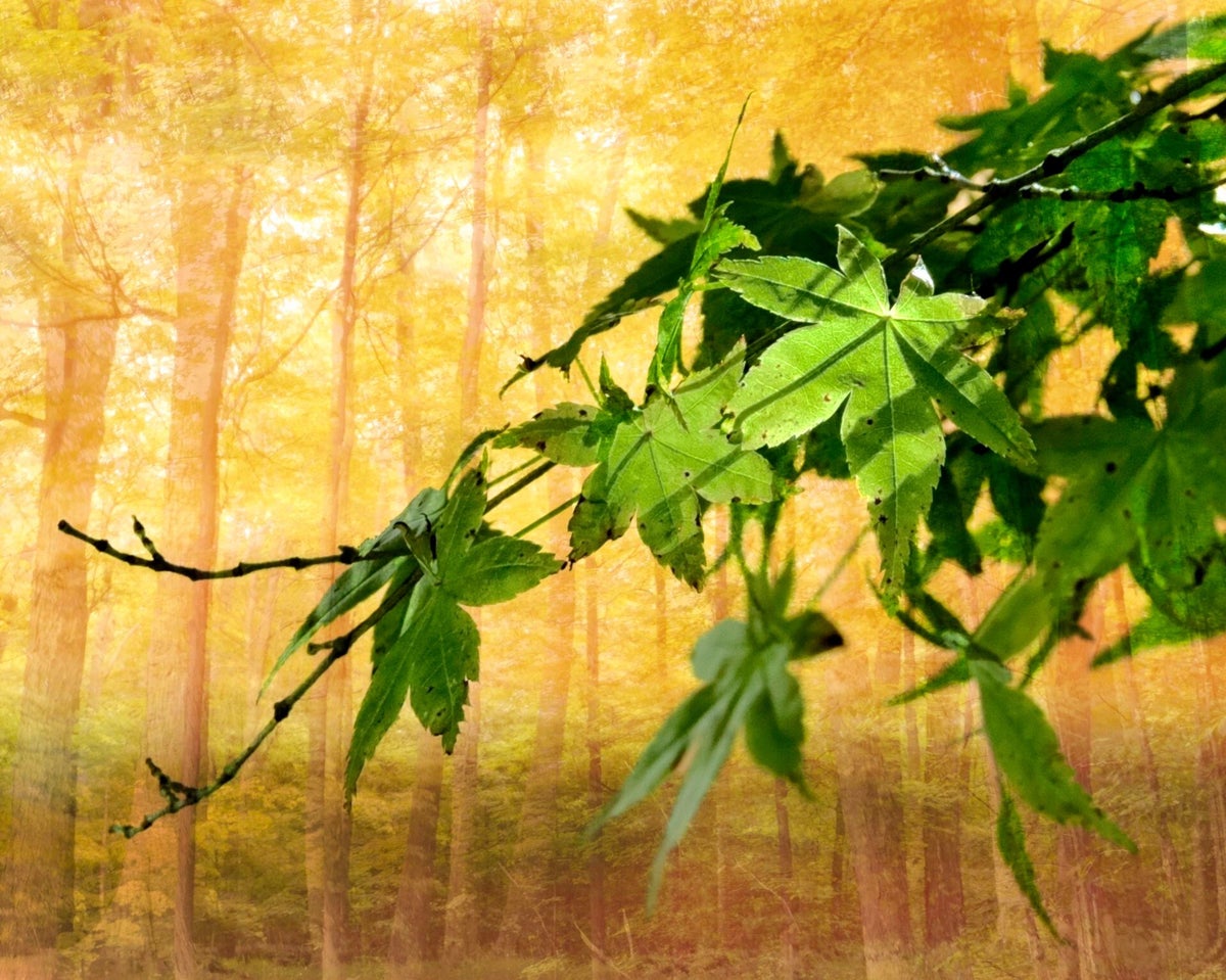 Leafy Layers / Projects | jd787 photography