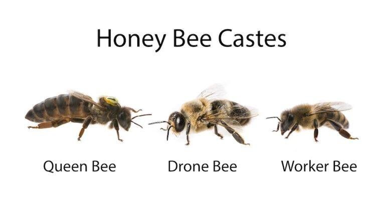 Honey bees | Backyard Bees