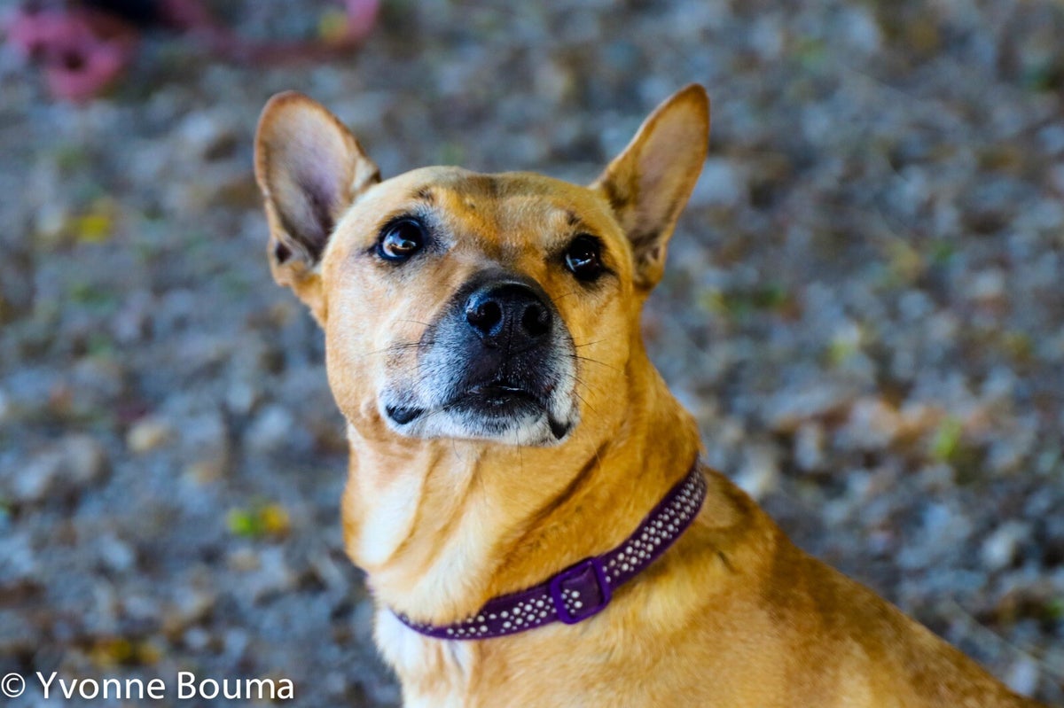 Holly - adopt this lovely dog