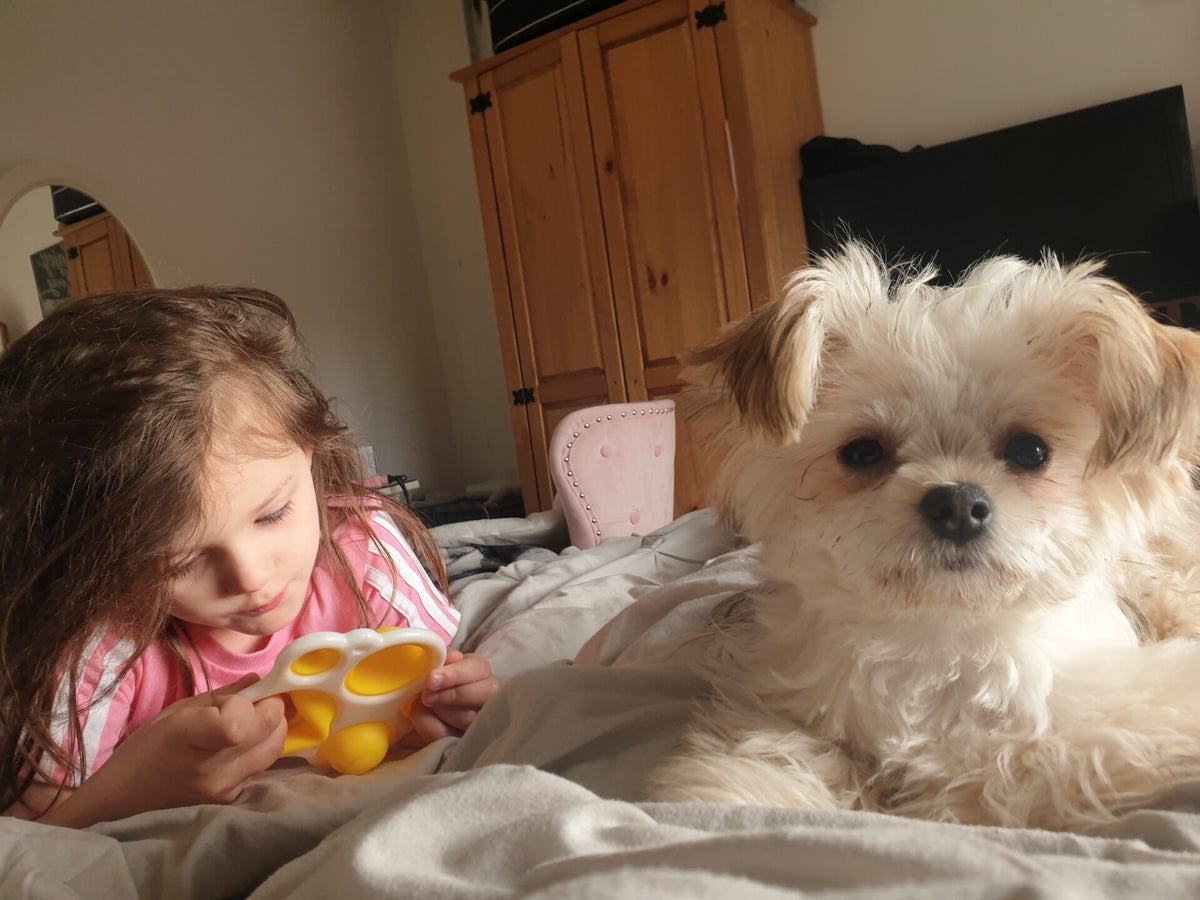 Mini Pup Breeds | Mini Pups Toy Dog Pet Shop