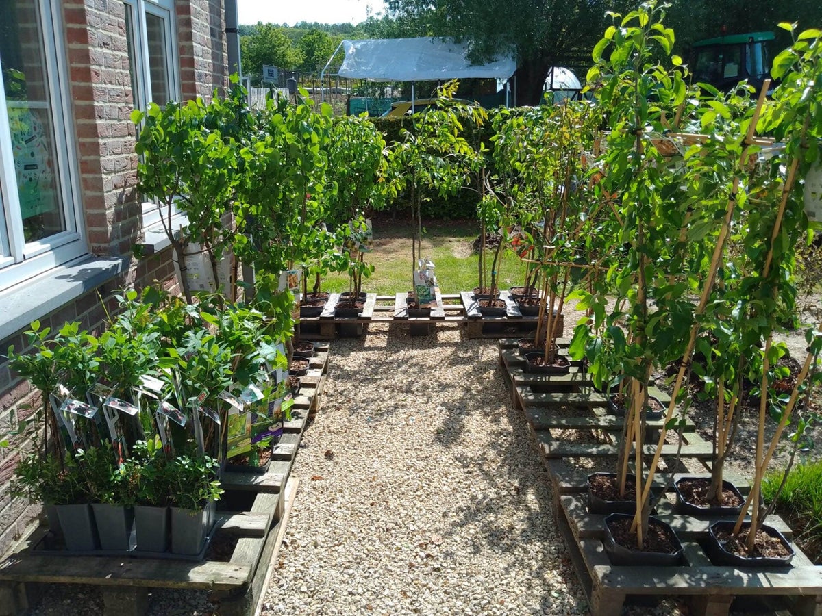 FruitBomenHof- Verkoop assortiment Fruitbomen en kleinfruit
