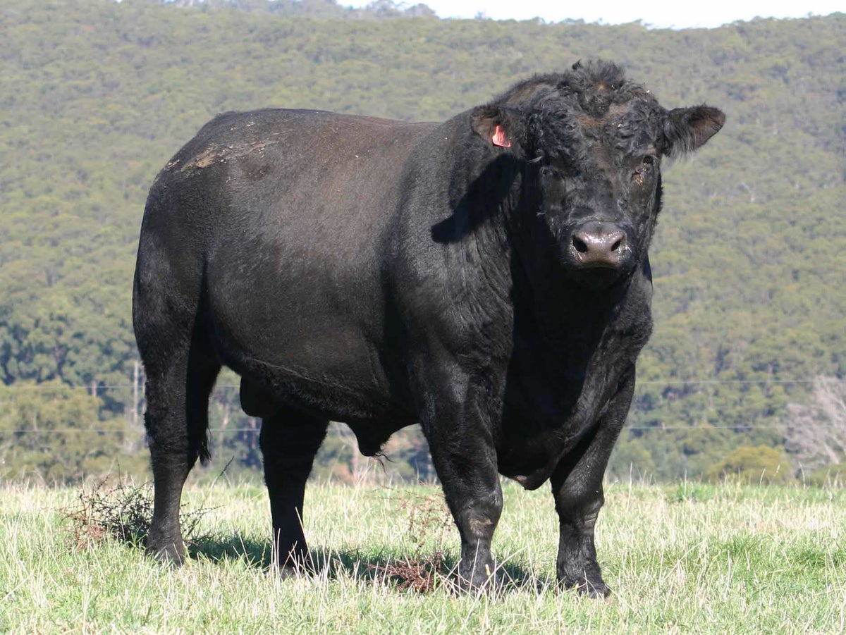 slaughter bulls | Foreverhorseseurope