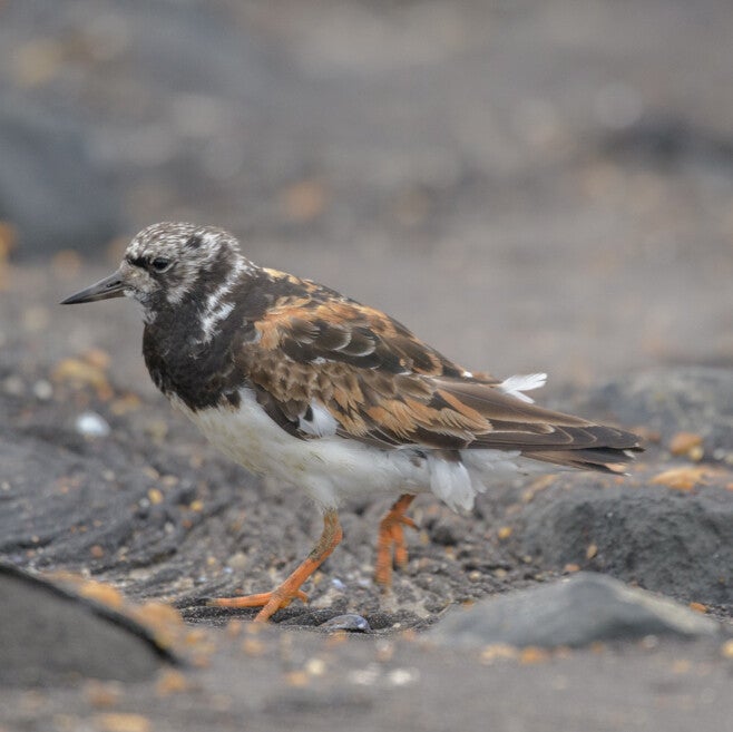 Strandlopers / Vogels | Fotografie-Etienne