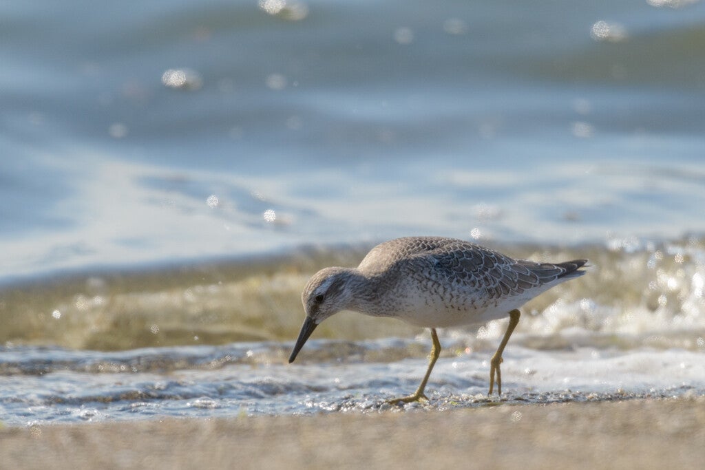 Strandlopers / Vogels | Fotografie-Etienne