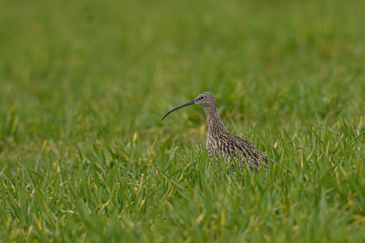 Strandlopers / Vogels | Fotografie-Etienne