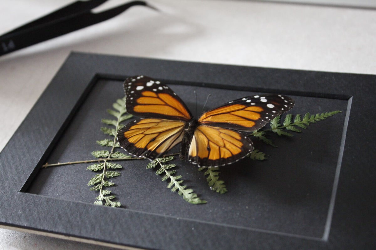 Products | Artsy Butterflies