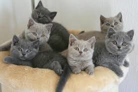 soorten katten | Mijnweb-katten