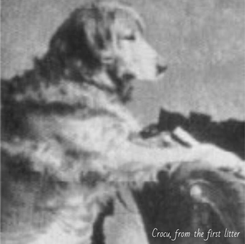 History of the Golden Retriever | Shadymist Kennel, LLC