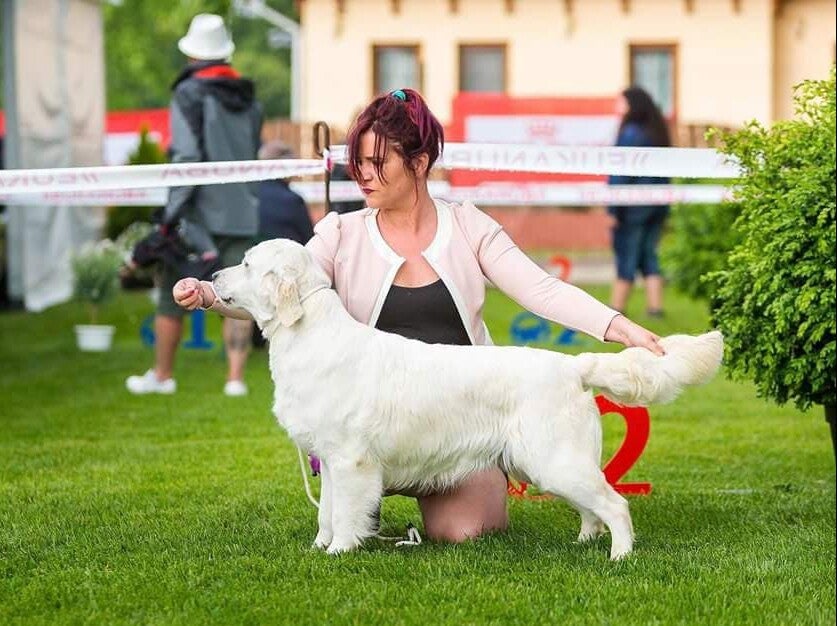 Meet Our Girls / Our Dogs | Shadymist Kennel, LLC