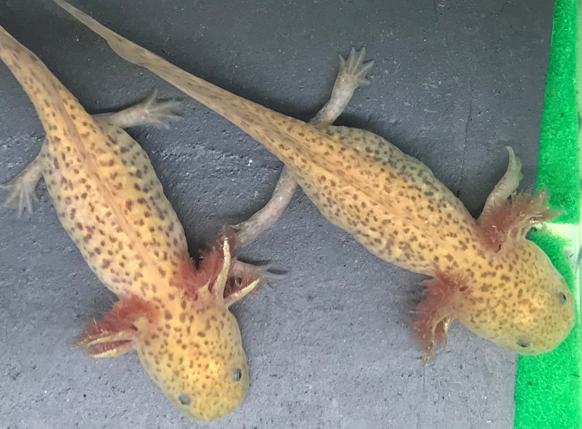 Axolotl - Spotted Koper | Aqua-Planet