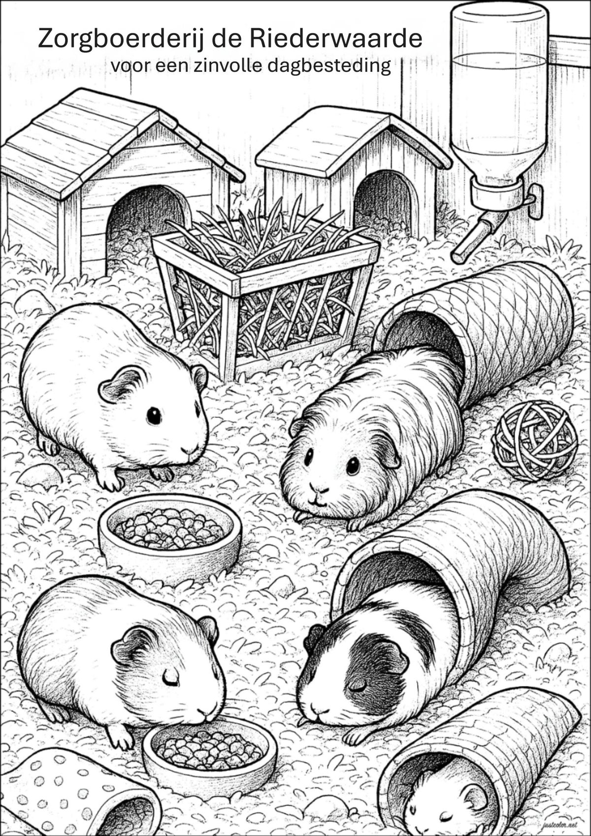 Kleurplaat Cavia | natuurboerderij de waarden