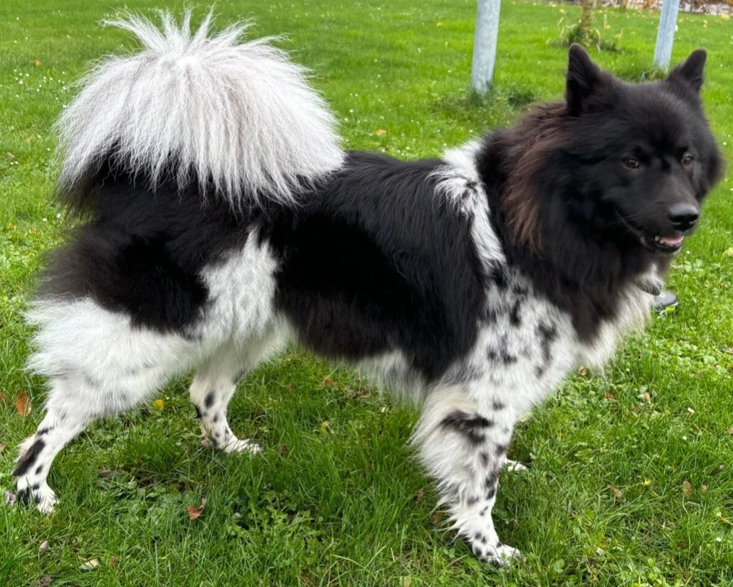 Chebo van ‘t Limburgs Heuvelland