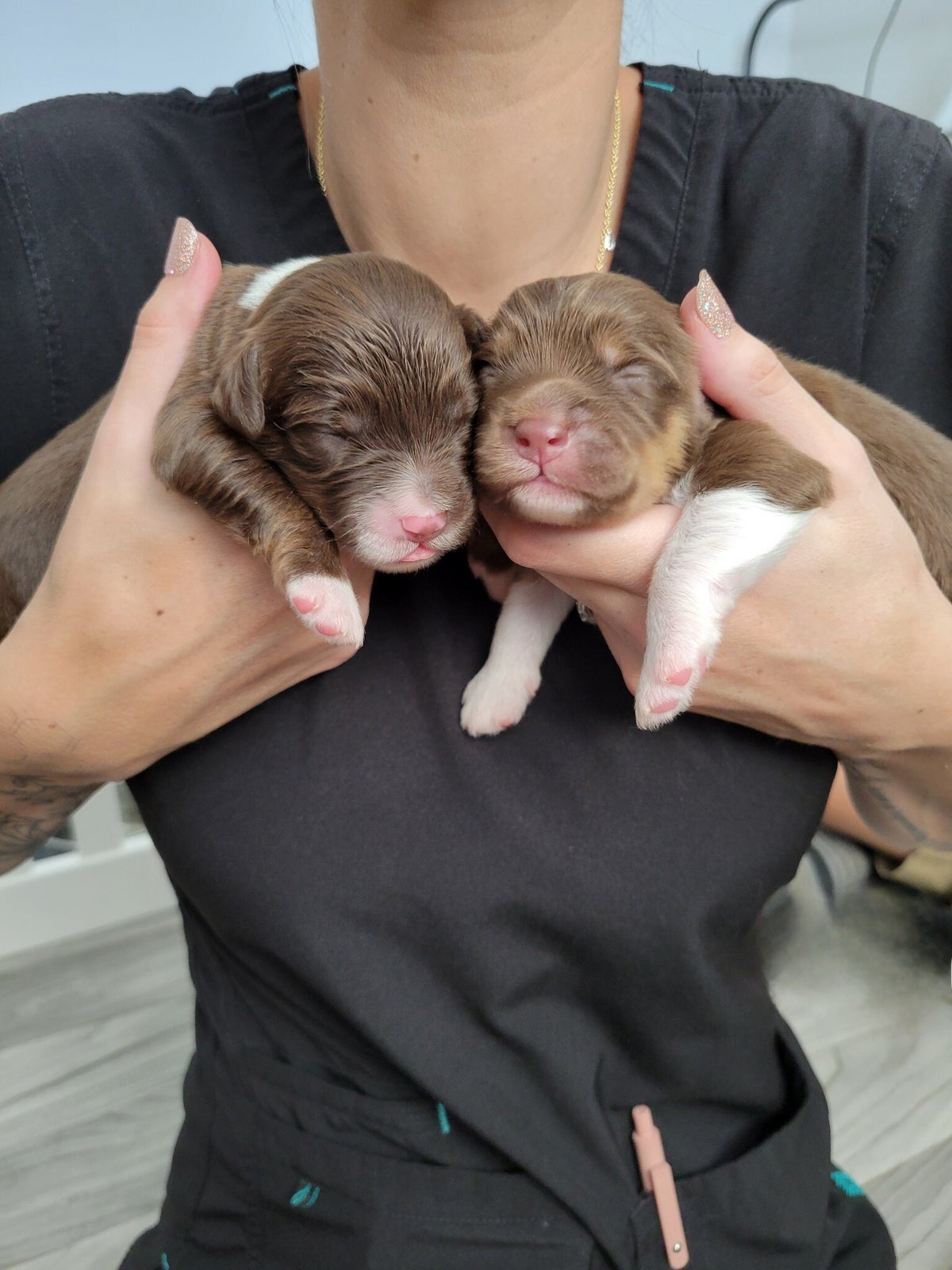 Health test certifications | Ramirez Family Doodles