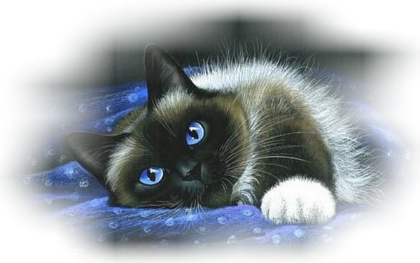 Poesen achtergronden / Poesen Tubes | Zonneschijn PSP Tubes