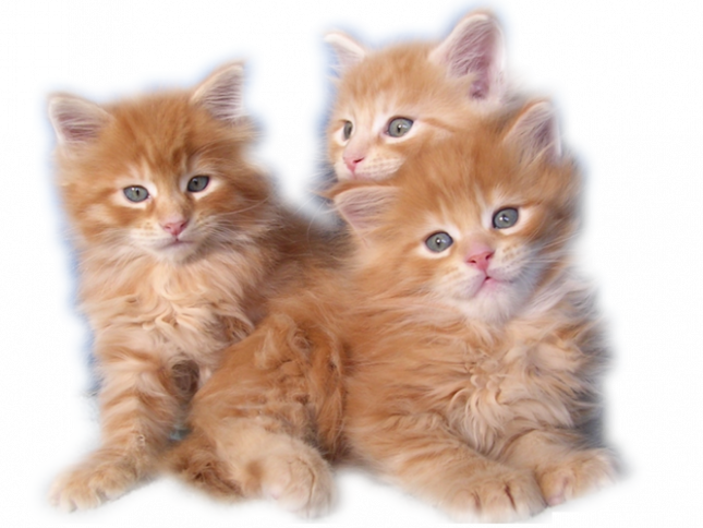 Poesen samen / Poesen Tubes | Zonneschijn PSP Tubes