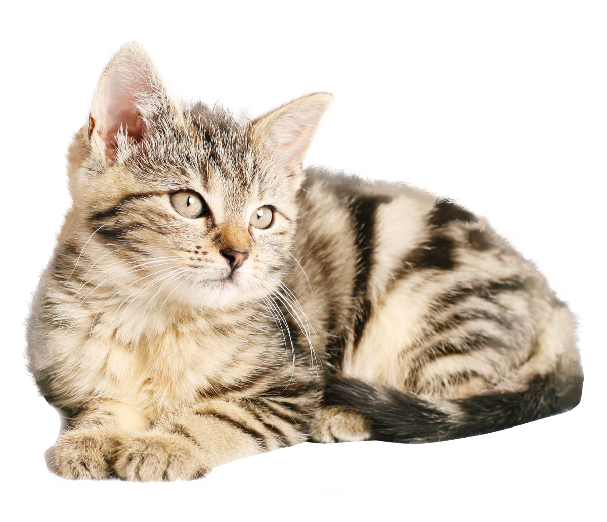 Poesen alleen / Poesen Tubes | Zonneschijn PSP Tubes