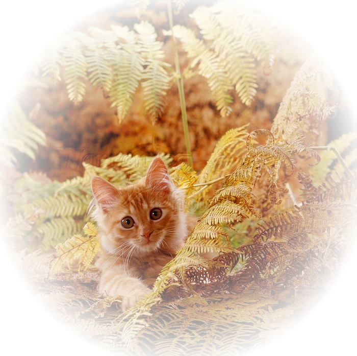 Poesen achtergronden / Poesen Tubes | Zonneschijn PSP Tubes