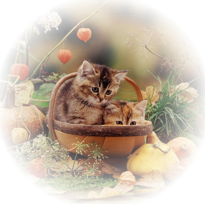 Poesen achtergronden / Poesen Tubes | Zonneschijn PSP Tubes