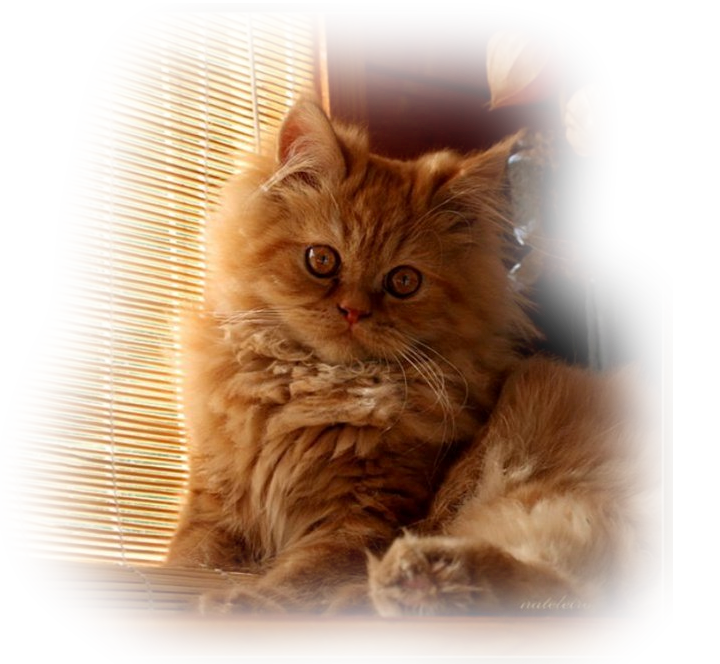 Poesen achtergronden / Poesen Tubes | Zonneschijn PSP Tubes