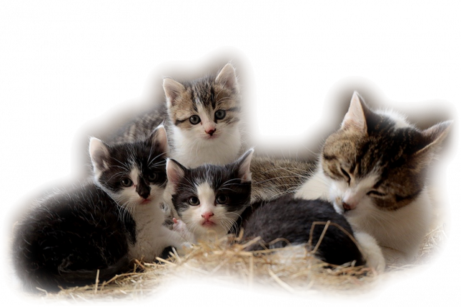 Poesen samen / Poesen Tubes | Zonneschijn PSP Tubes