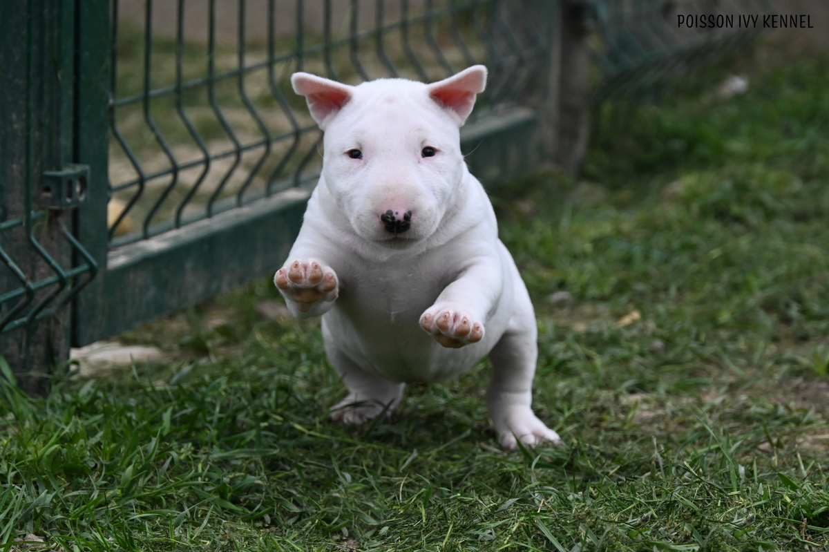 KAJ SE DOGAJA V DRUŠTVU BULTERIJER SLOVENIJA